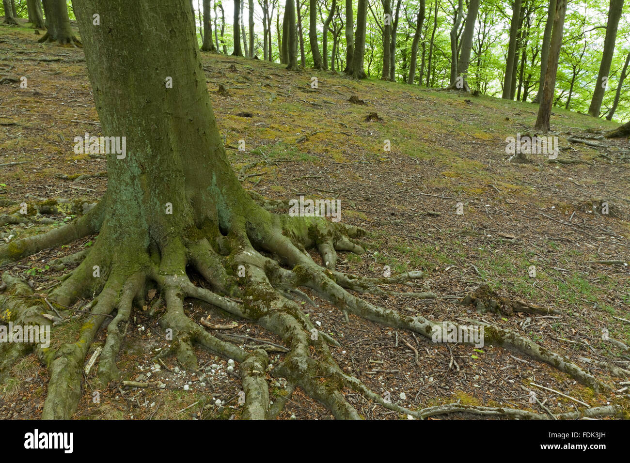 Woodland in May at Sharpenhoe Clappers, Bedfordshire Stock Photo - Alamy