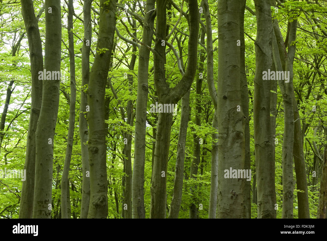 Sharpenhoe hi-res stock photography and images - Alamy