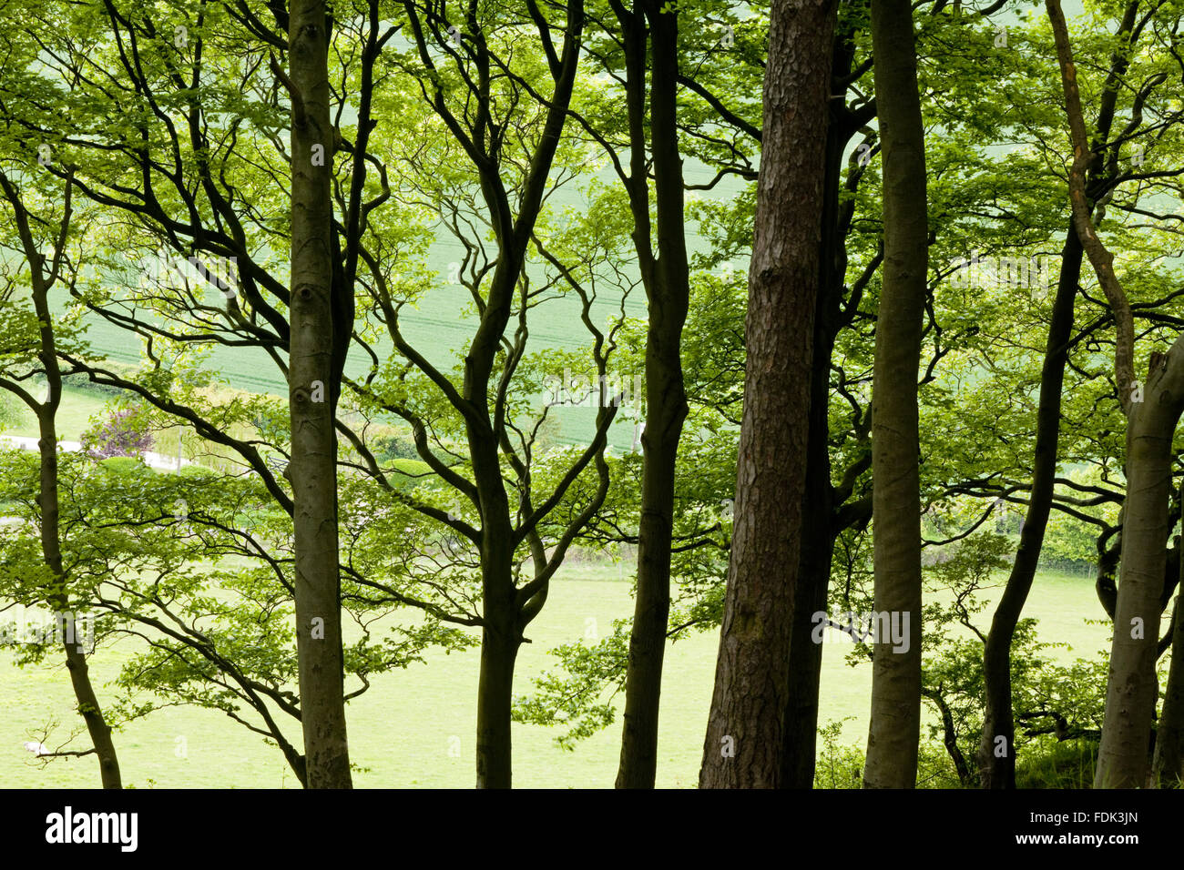 Sharpenhoe clappers hi-res stock photography and images - Alamy