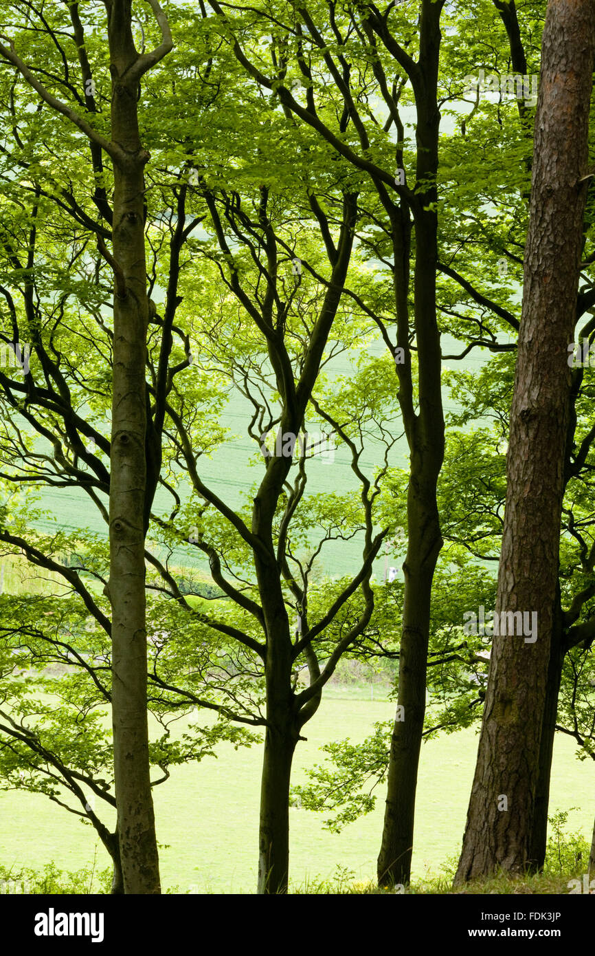 Sharpenhoe Clappers High Resolution Stock Photography and Images - Alamy