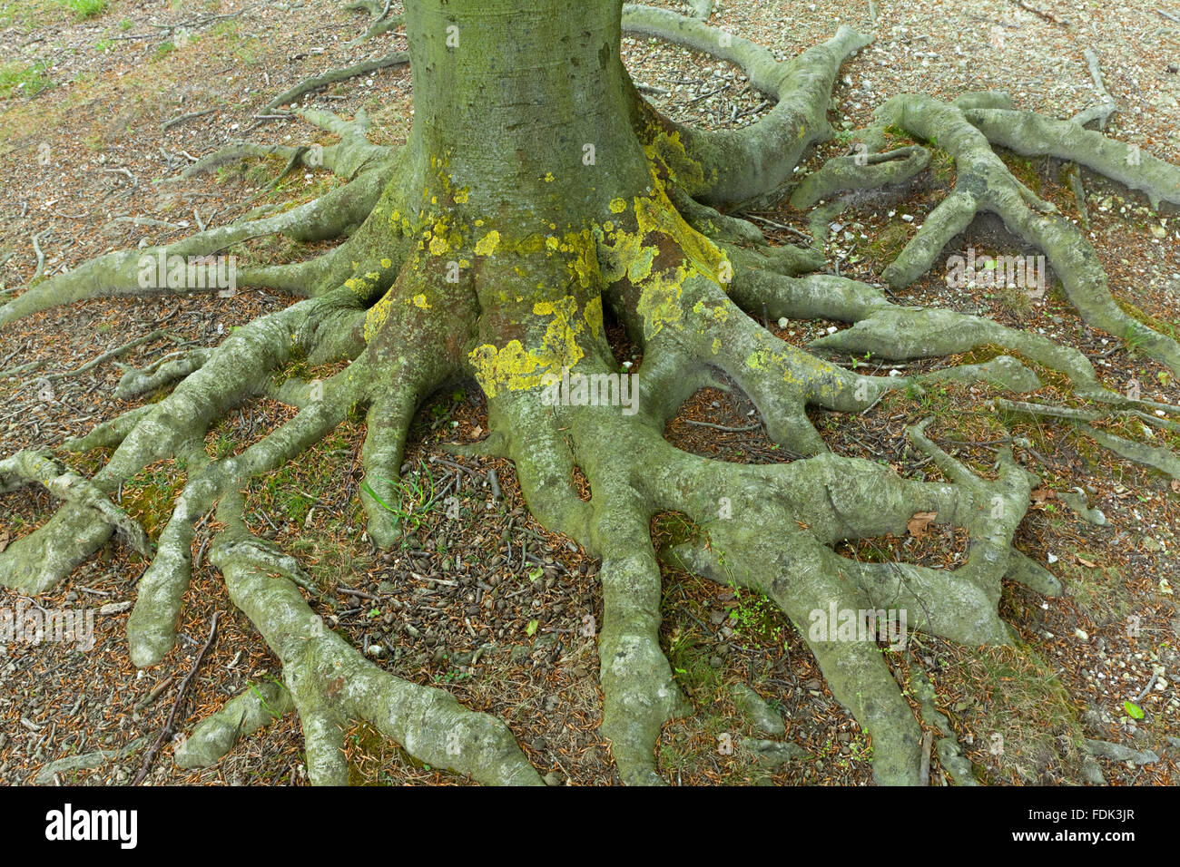Sharpenhoe Clappers High Resolution Stock Photography and Images - Alamy