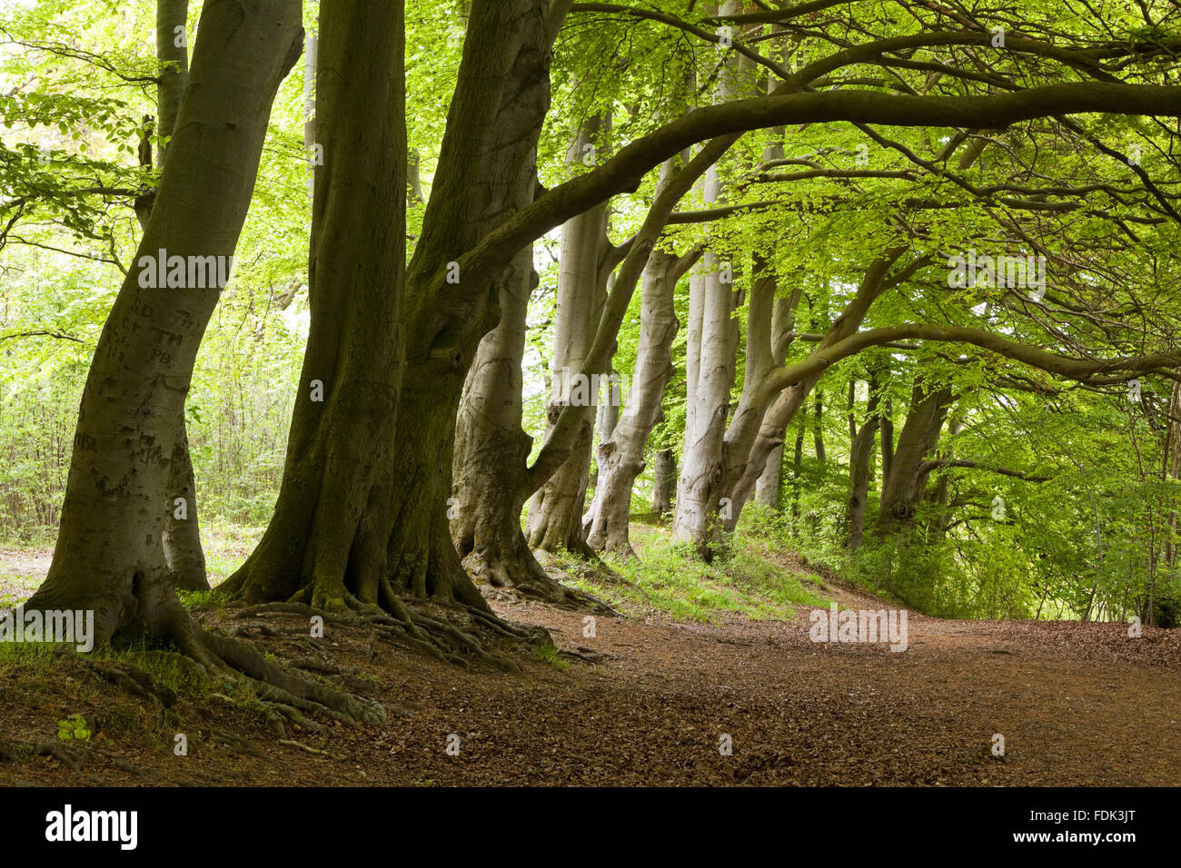 Sharpenhoe Clappers High Resolution Stock Photography and Images - Alamy