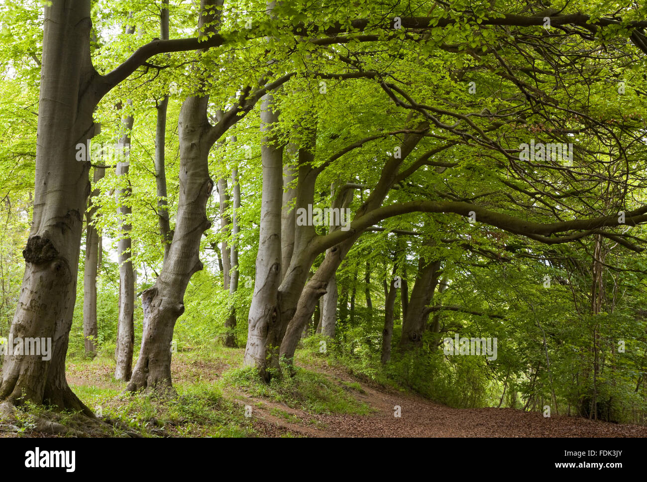 Sharpenhoe Clappers High Resolution Stock Photography and Images - Alamy