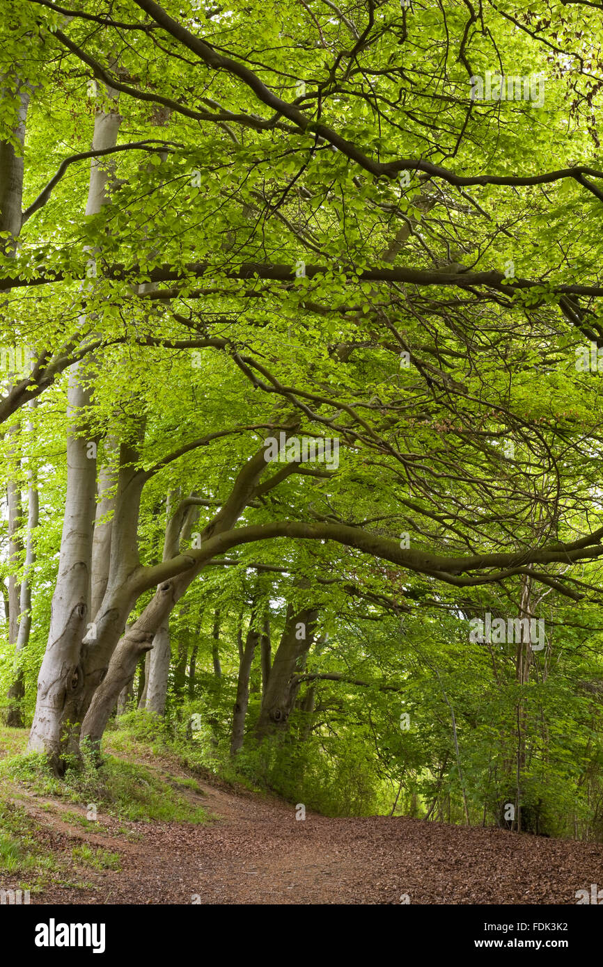 Sharpenhoe Clappers High Resolution Stock Photography and Images - Alamy