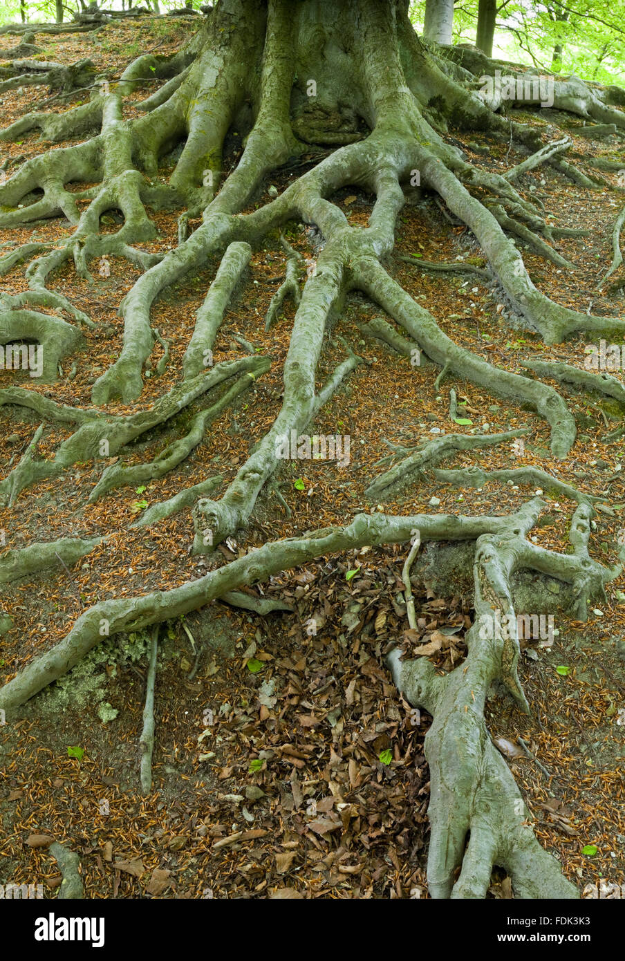 Sharpenhoe Clappers High Resolution Stock Photography and Images - Alamy