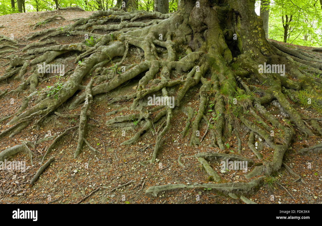 Sharpenhoe Clappers High Resolution Stock Photography and Images - Alamy