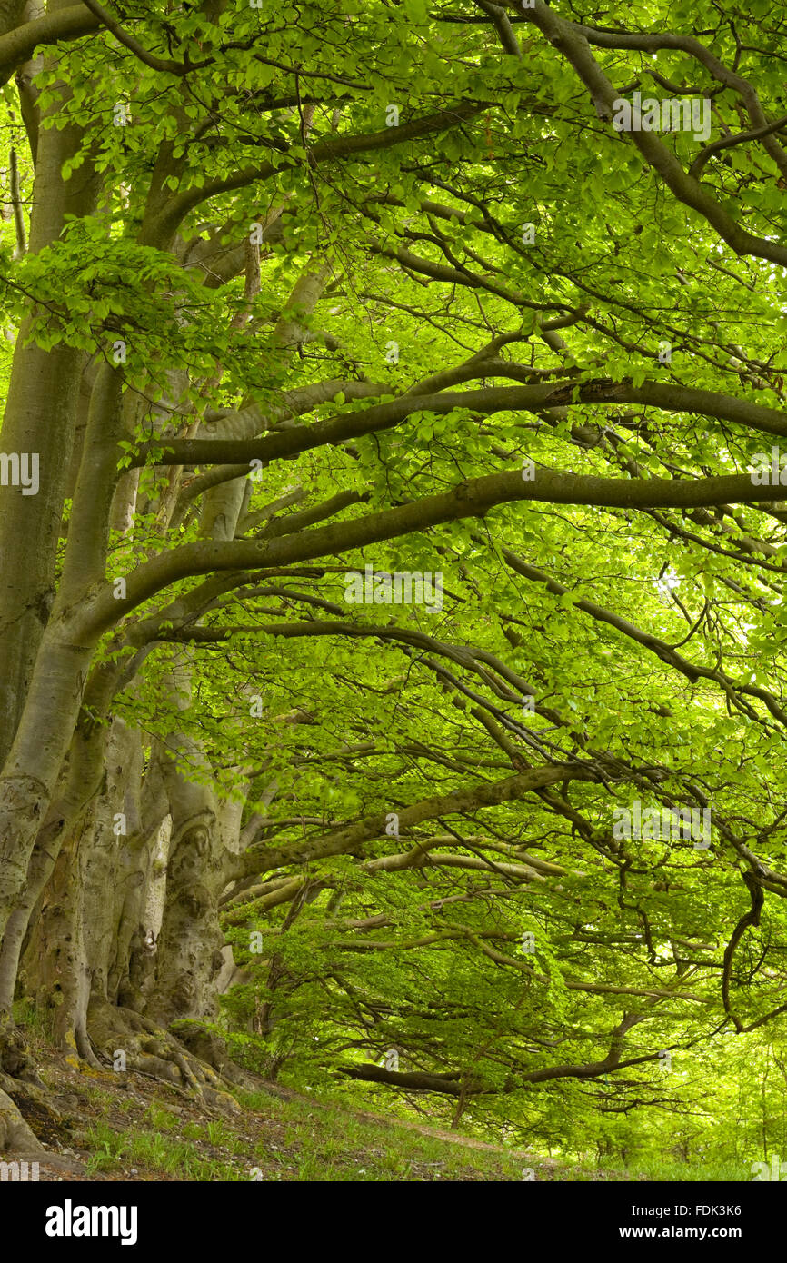Sharpenhoe Clappers High Resolution Stock Photography and Images - Alamy