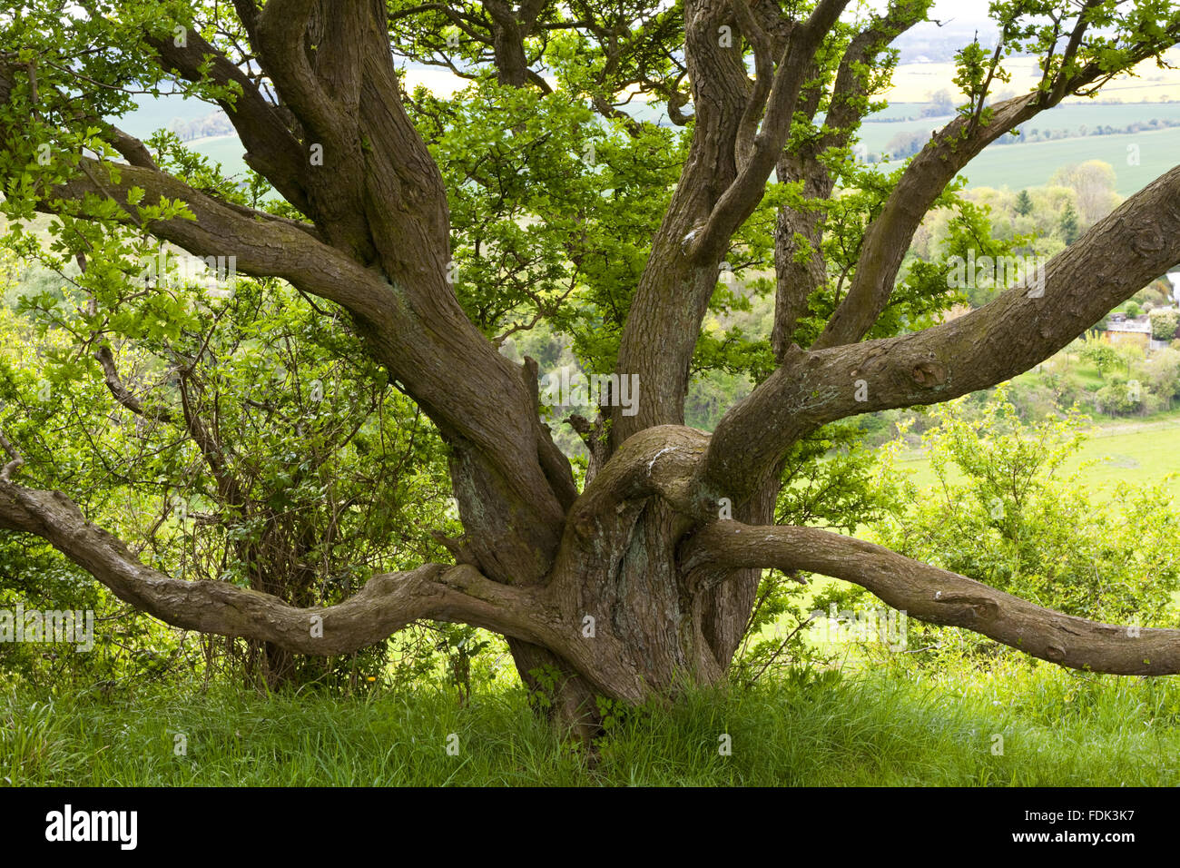 Sharpenhoe Clappers High Resolution Stock Photography and Images - Alamy