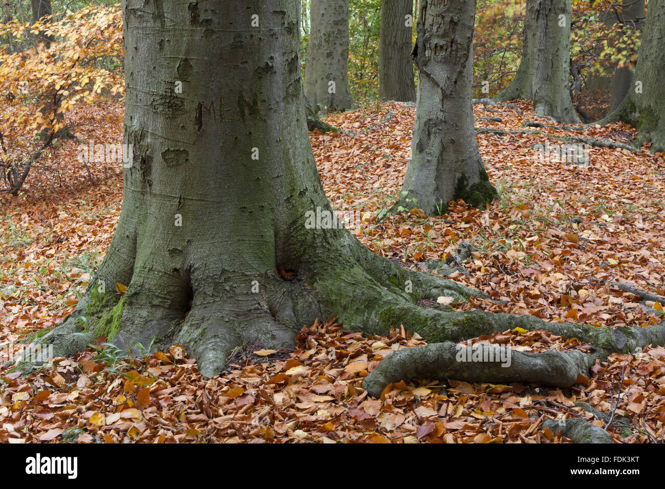 Sharpenhoe Clappers High Resolution Stock Photography and Images - Alamy