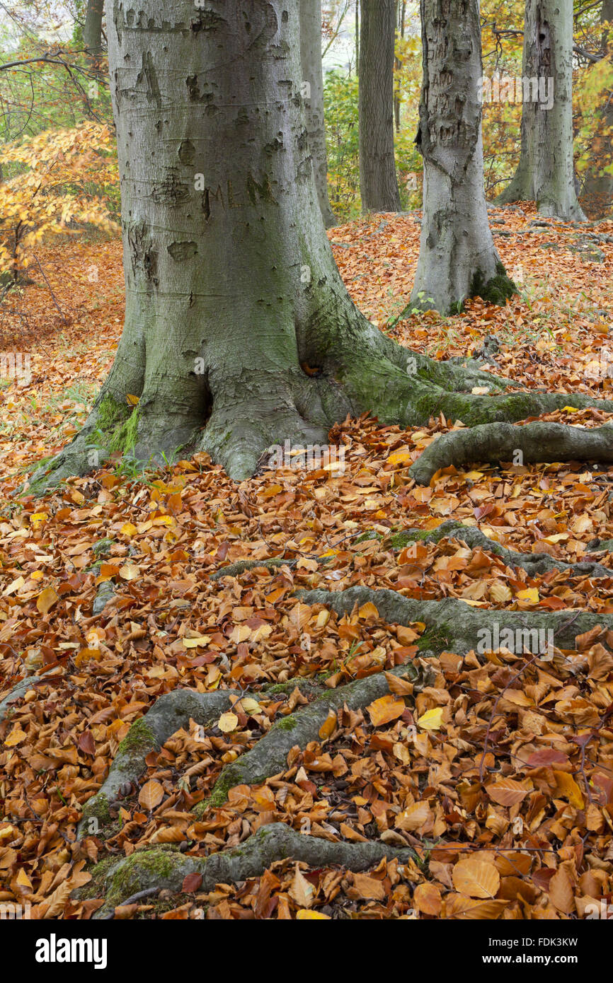 Sharpenhoe Clappers High Resolution Stock Photography and Images - Alamy