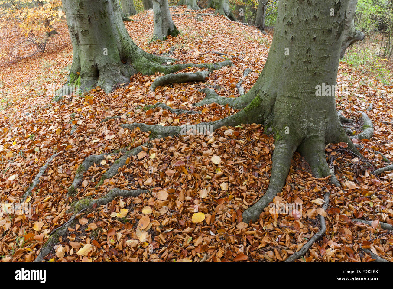Woodland in November at Sharpenhoe Clappers, Bedfordshire Stock Photo ...