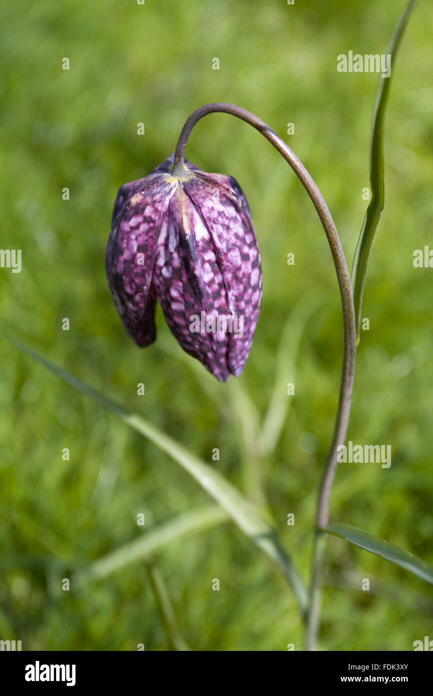 English snakeshead fritillary hi-res stock photography and images - Alamy