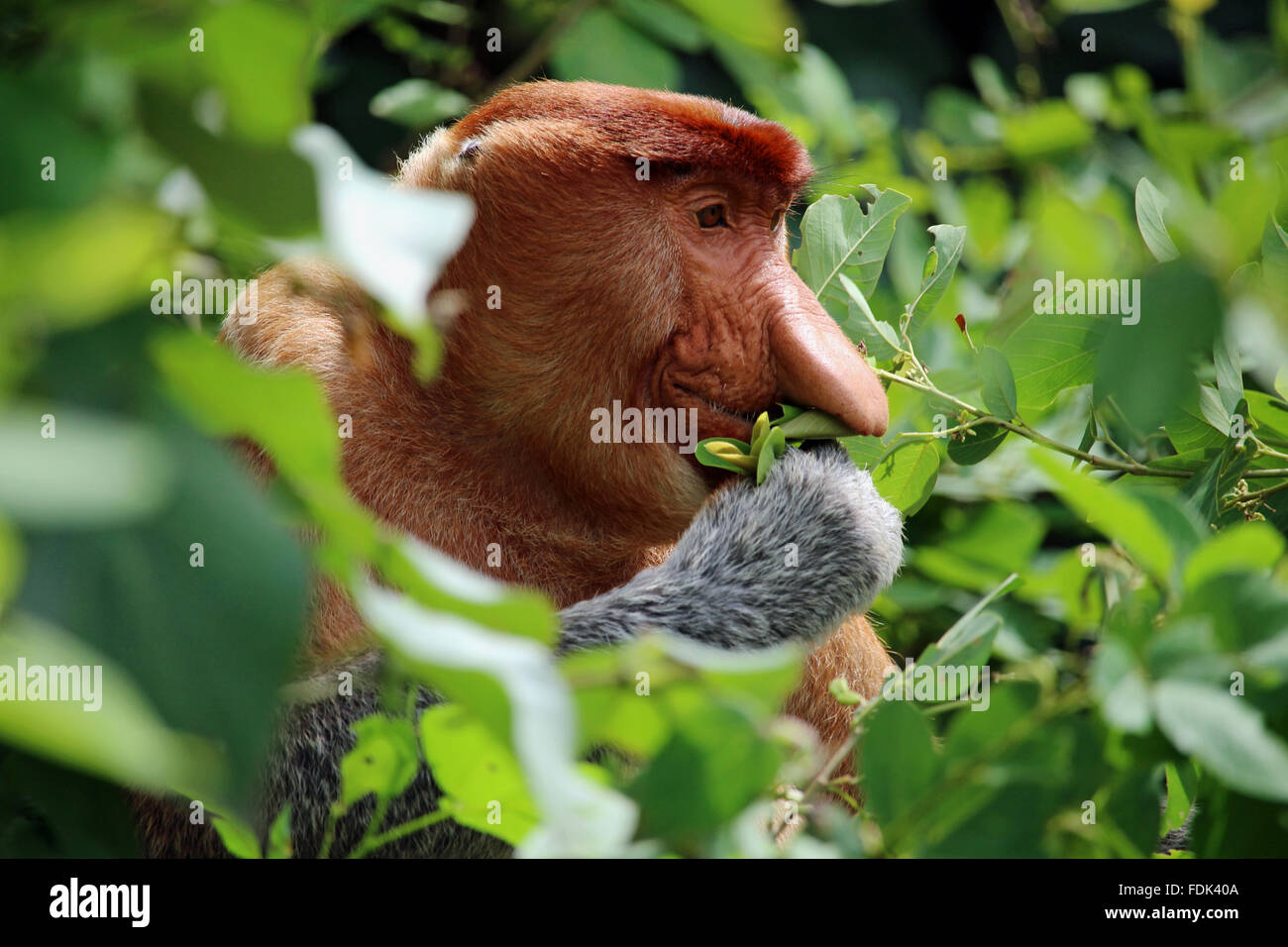 Wild and free proboscis monkey (Nasalis larvatus) eating berries in the ...