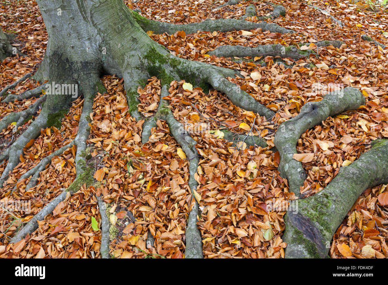 Sharpenhoe clappers hi-res stock photography and images - Alamy
