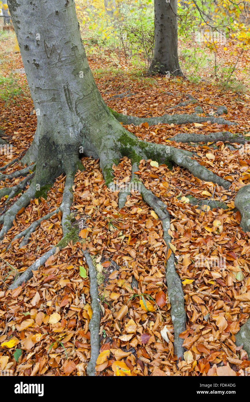 Sharpenhoe Clappers High Resolution Stock Photography and Images - Alamy