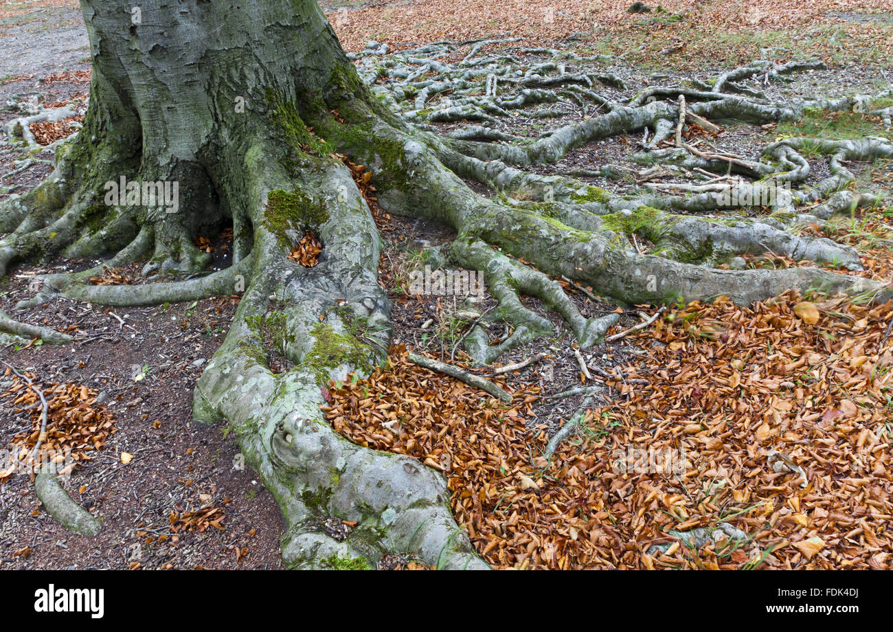 Sharpenhoe Clappers High Resolution Stock Photography and Images - Alamy