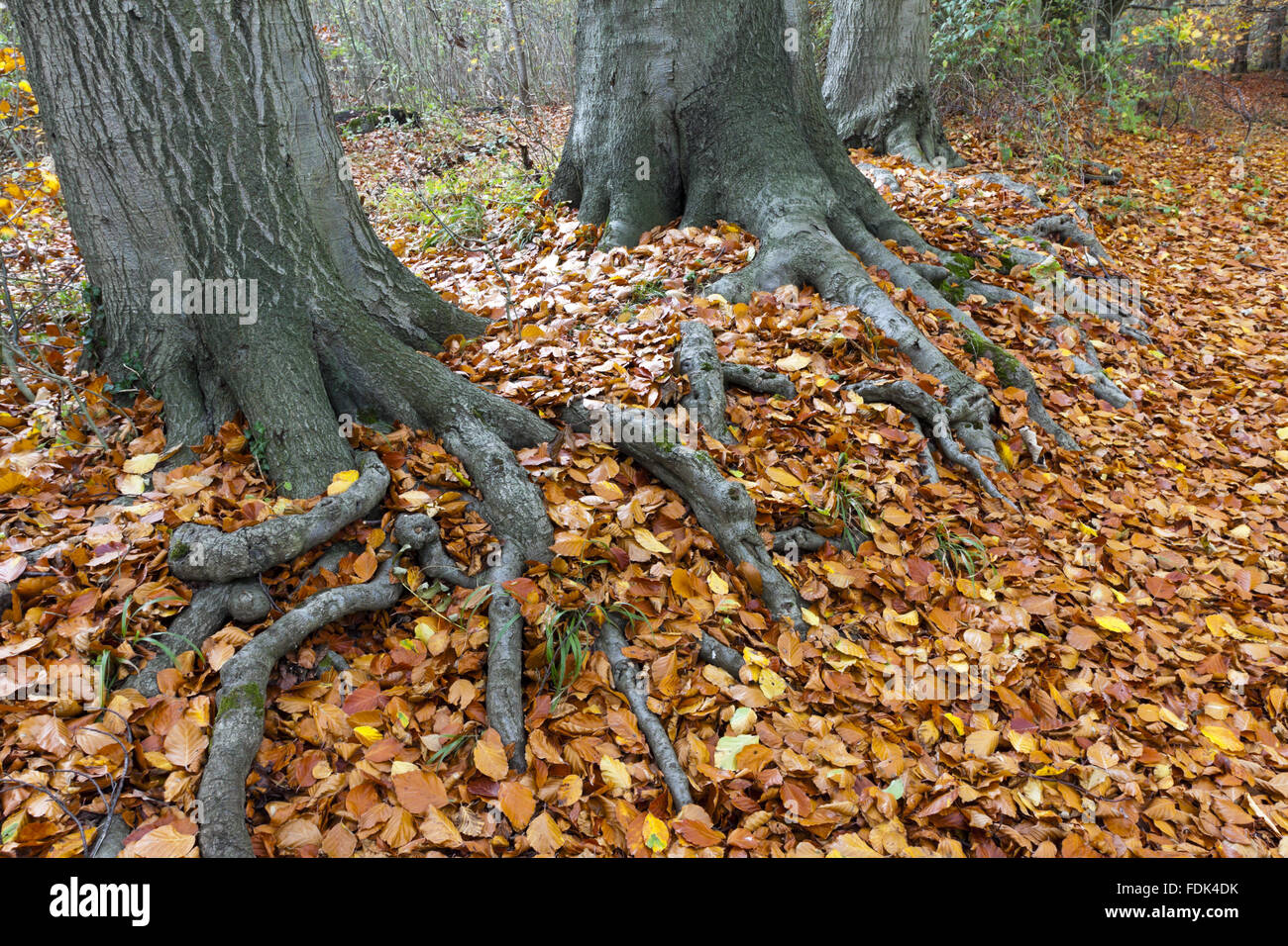 Sharpenhoe Clappers High Resolution Stock Photography and Images - Alamy
