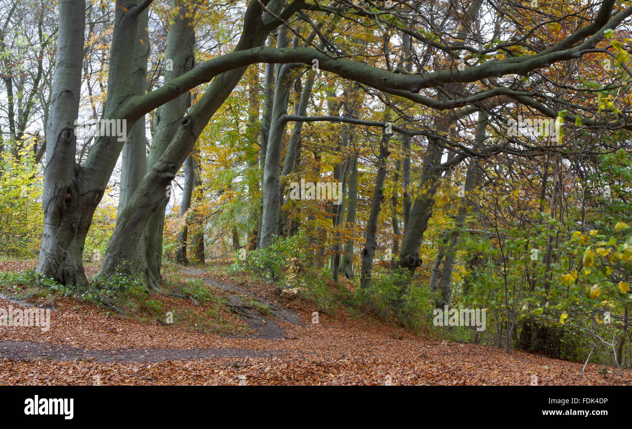 Woodland in November at Sharpenhoe Clappers, Bedfordshire Stock Photo ...