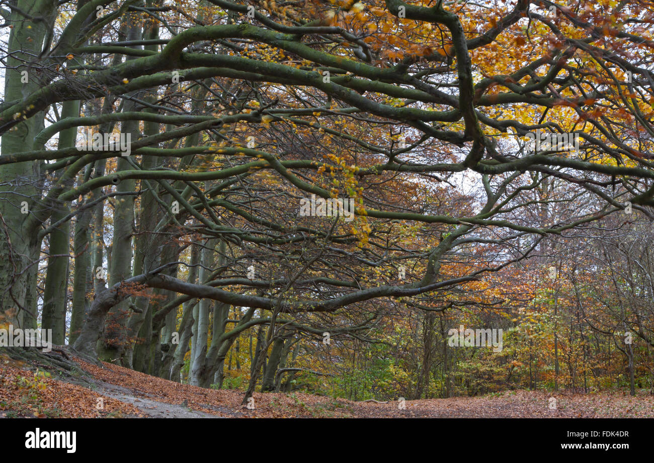 Woodland in November at Sharpenhoe Clappers, Bedfordshire Stock Photo ...
