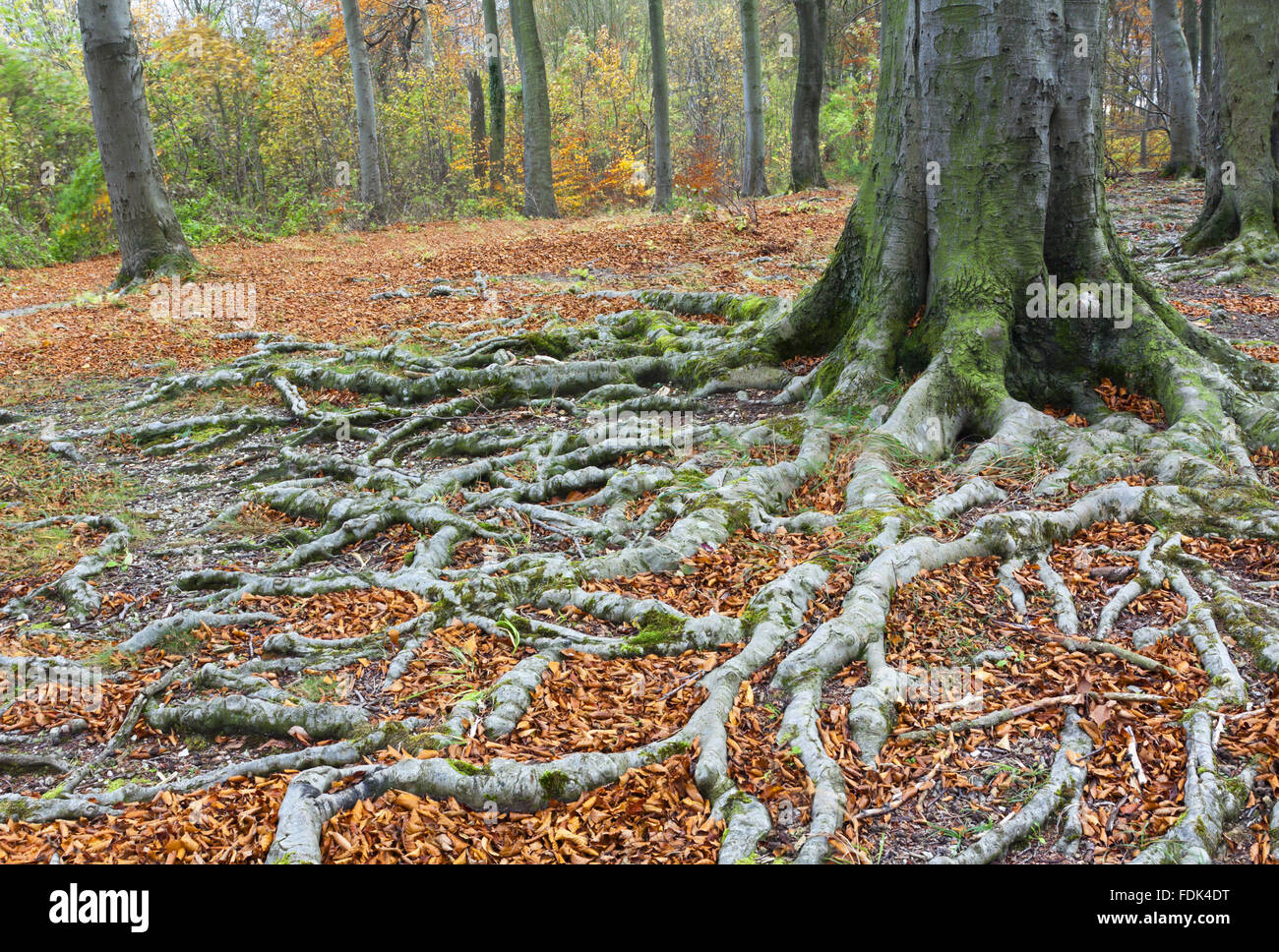 Woodland in November at Sharpenhoe Clappers, Bedfordshire Stock Photo ...