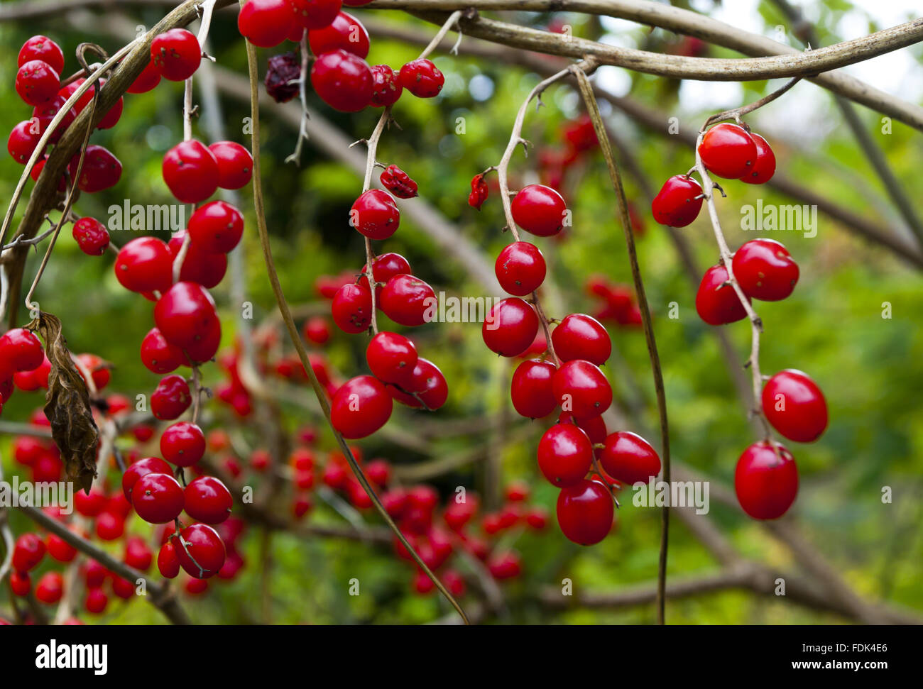 Wild berries in the chilterns uk hi-res stock photography and images ...