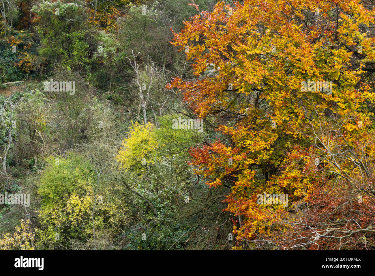 Woodland in November at Sharpenhoe Clappers, Bedfordshire Stock Photo ...