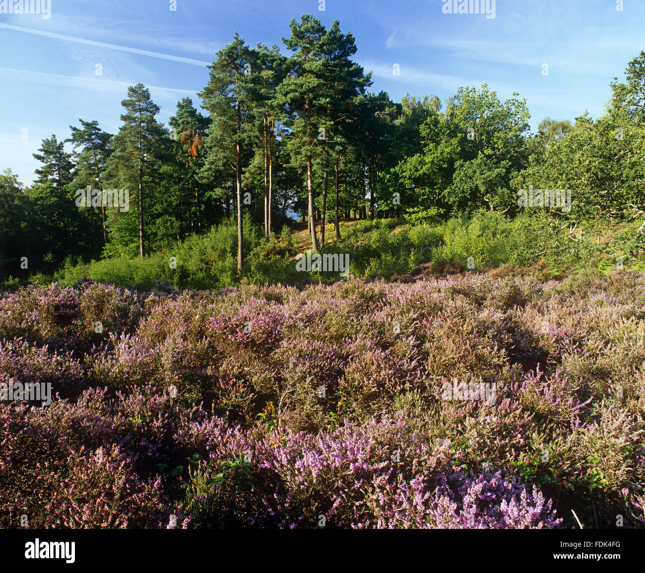 Heather on the Ridge at Finchampstead Ridges, Berkshire Stock Photo - Alamy