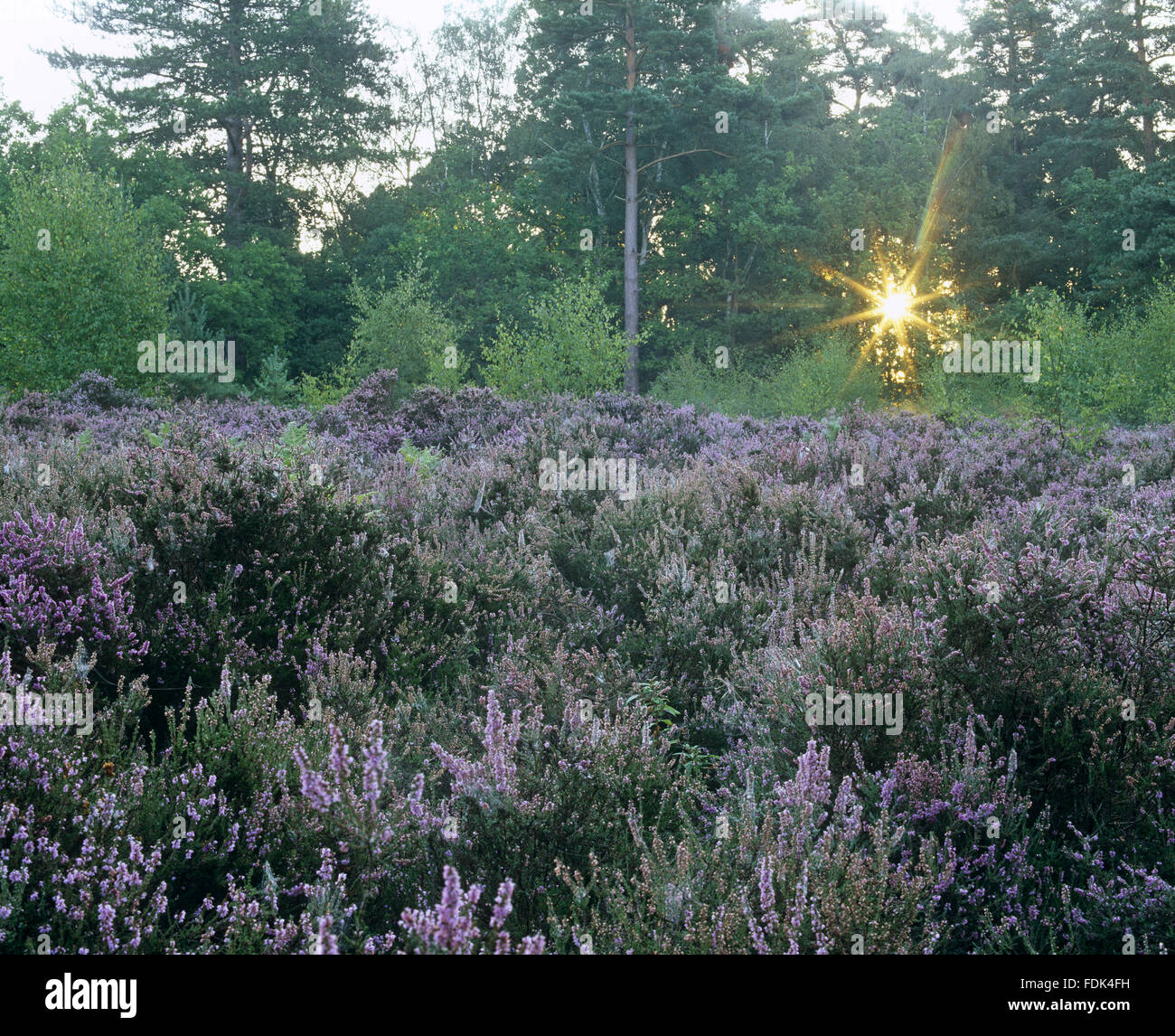 Heather at dawn on Finchampstead Ridges, Berkshire Stock Photo - Alamy