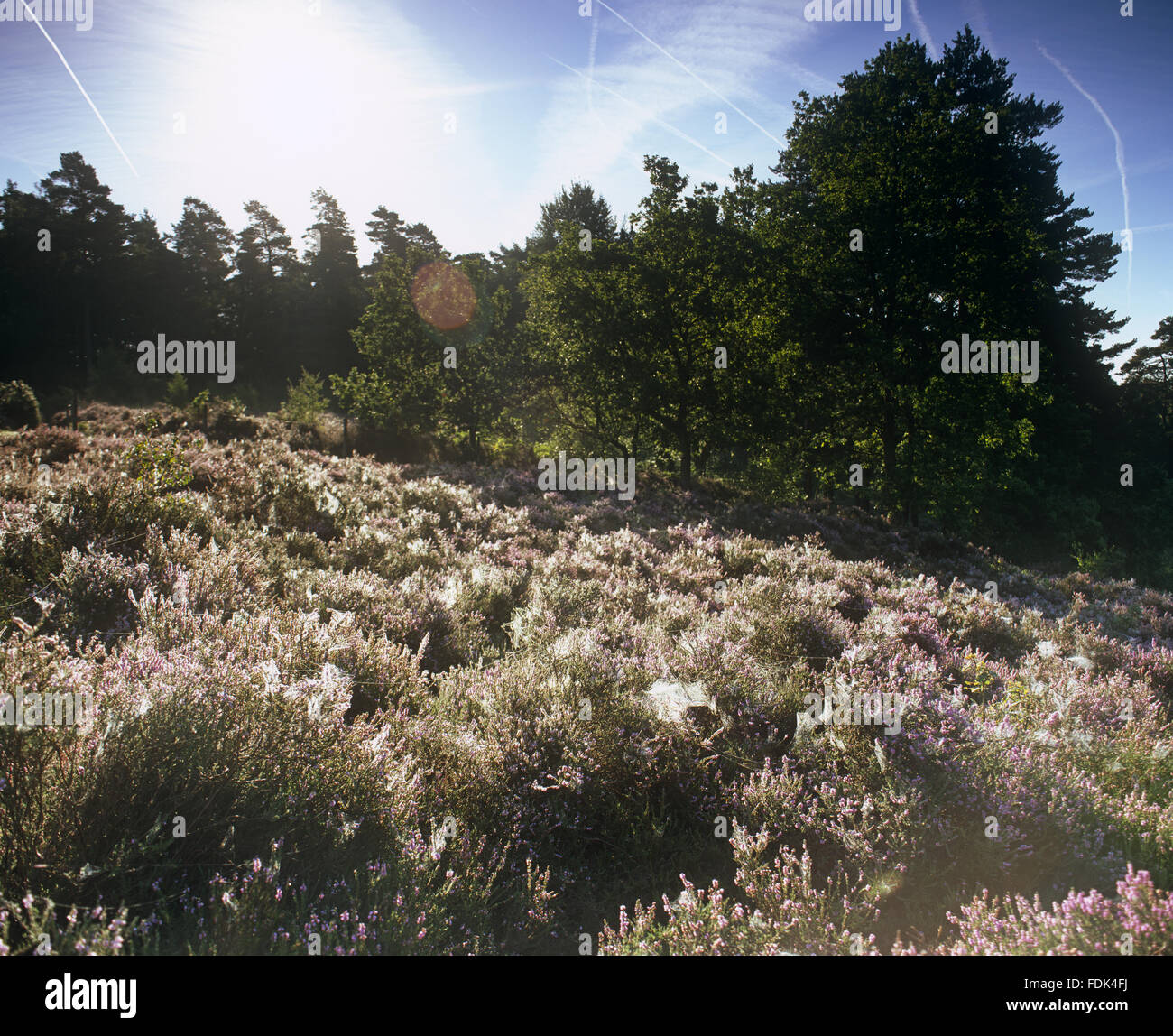 Heather at dawn on Finchampstead Ridges, Berkshire Stock Photo - Alamy