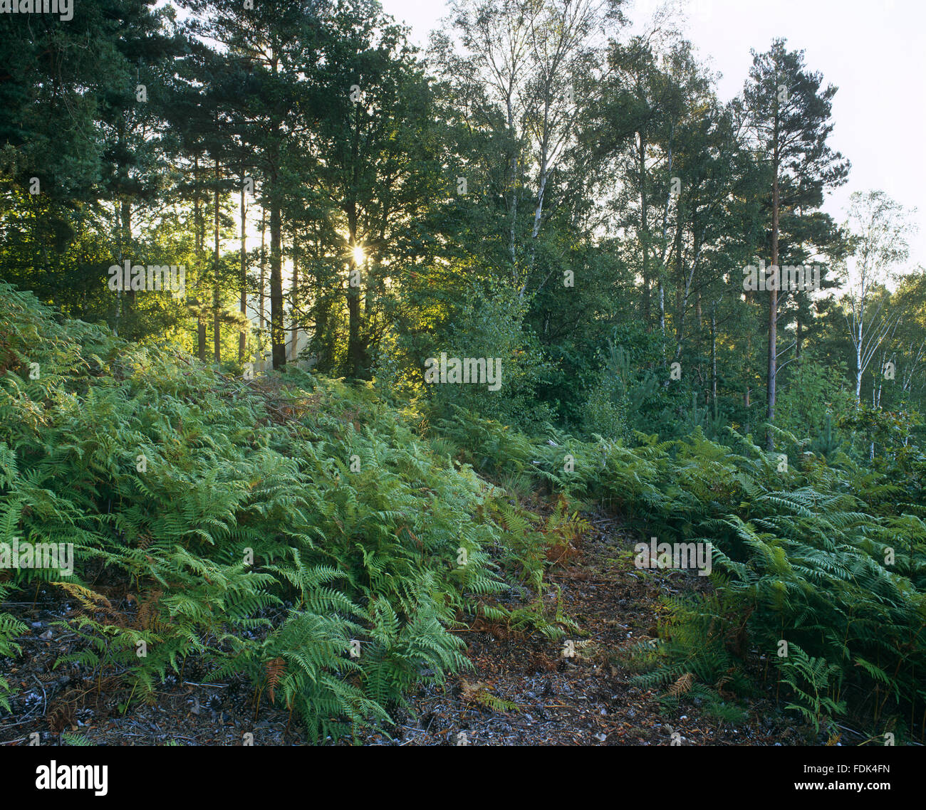 Woodland in early morning at Finchampstead Ridges, Berkshire Stock ...