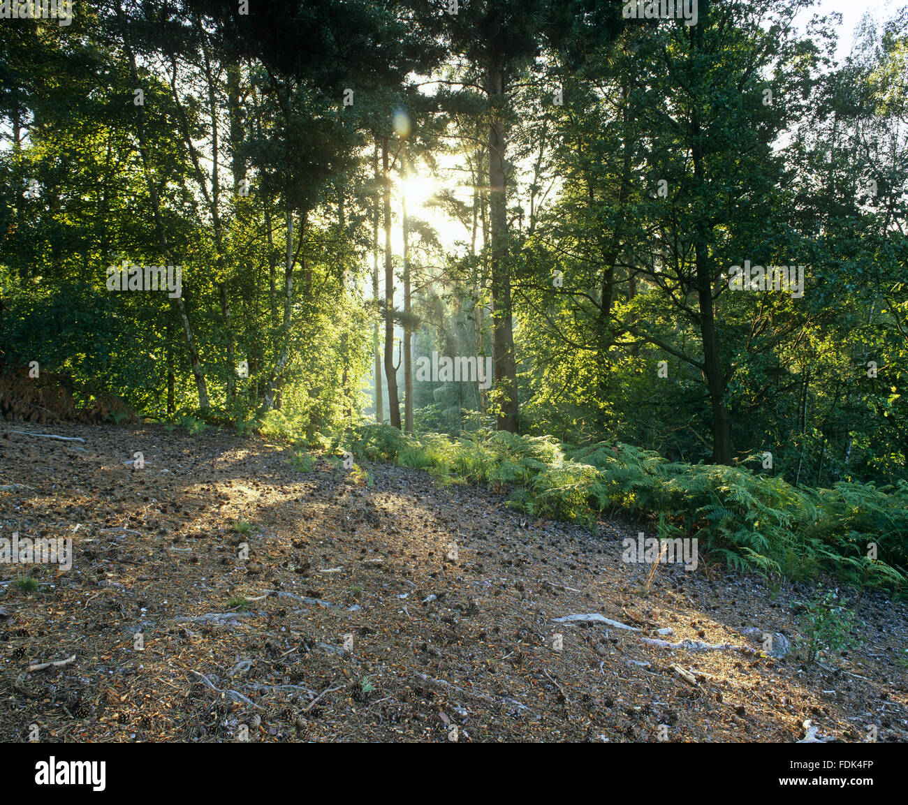 Woodland in early morning at Finchampstead Ridges, Berkshire Stock ...