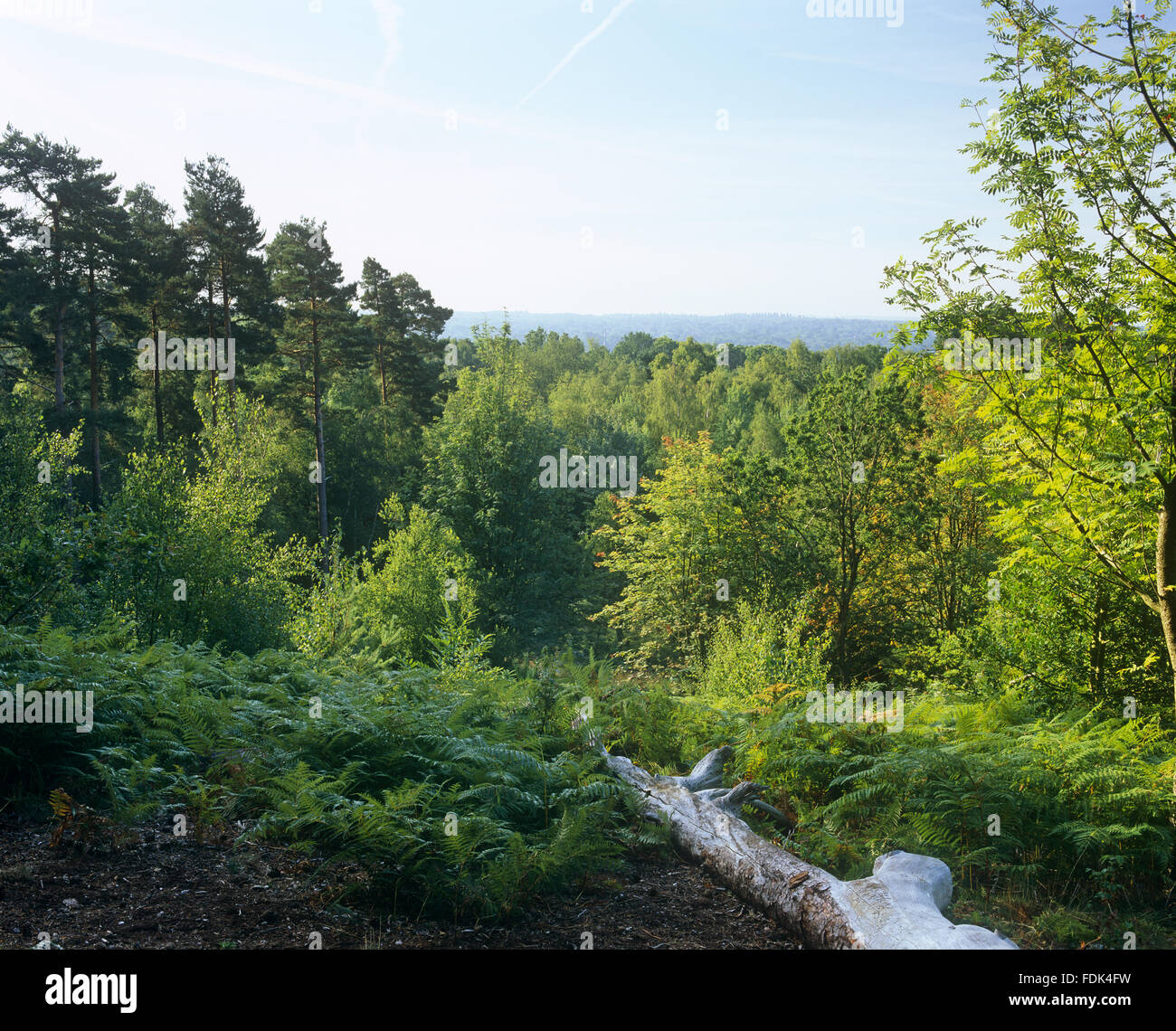 View from the Ridge at Finchampstead Ridges, Berkshire Stock Photo - Alamy