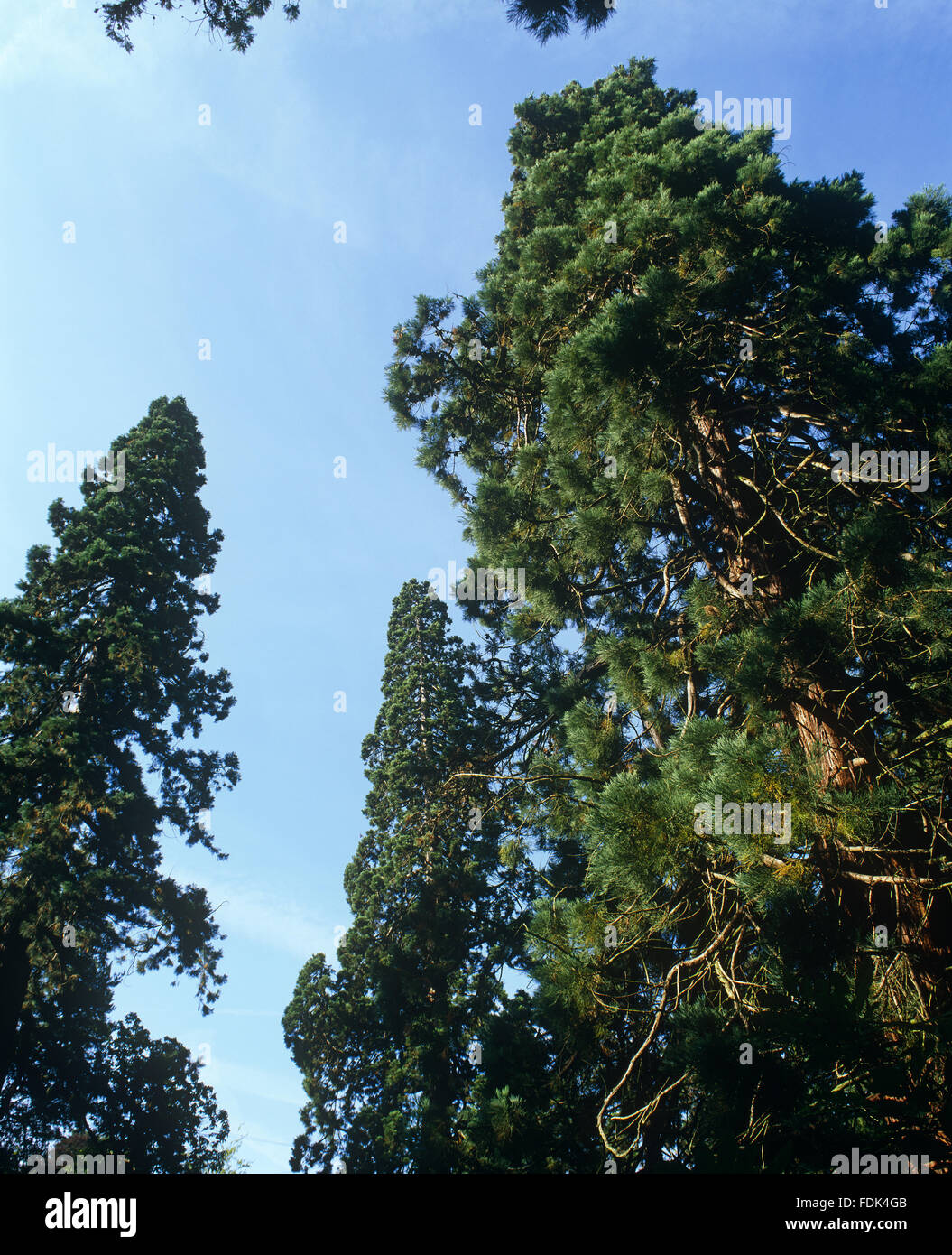 Wellingtonia hi-res stock photography and images - Alamy