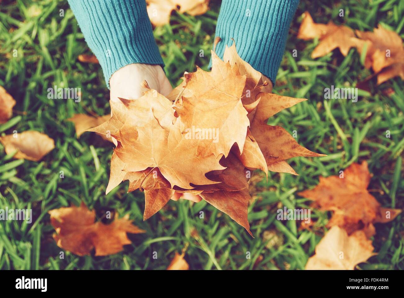 Hands holding autumn leaves Stock Photo - Alamy