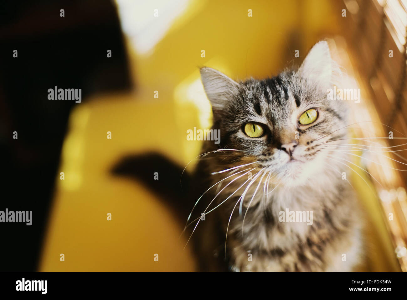 Cat sitting on window sill in sunlight Stock Photo - Alamy