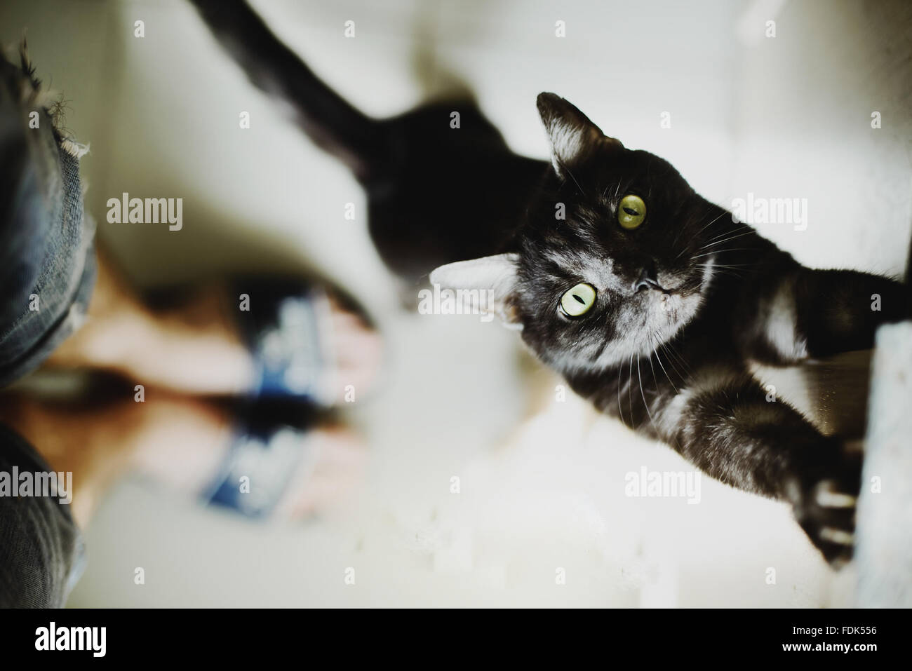 Cat standing reaching up Stock Photo - Alamy