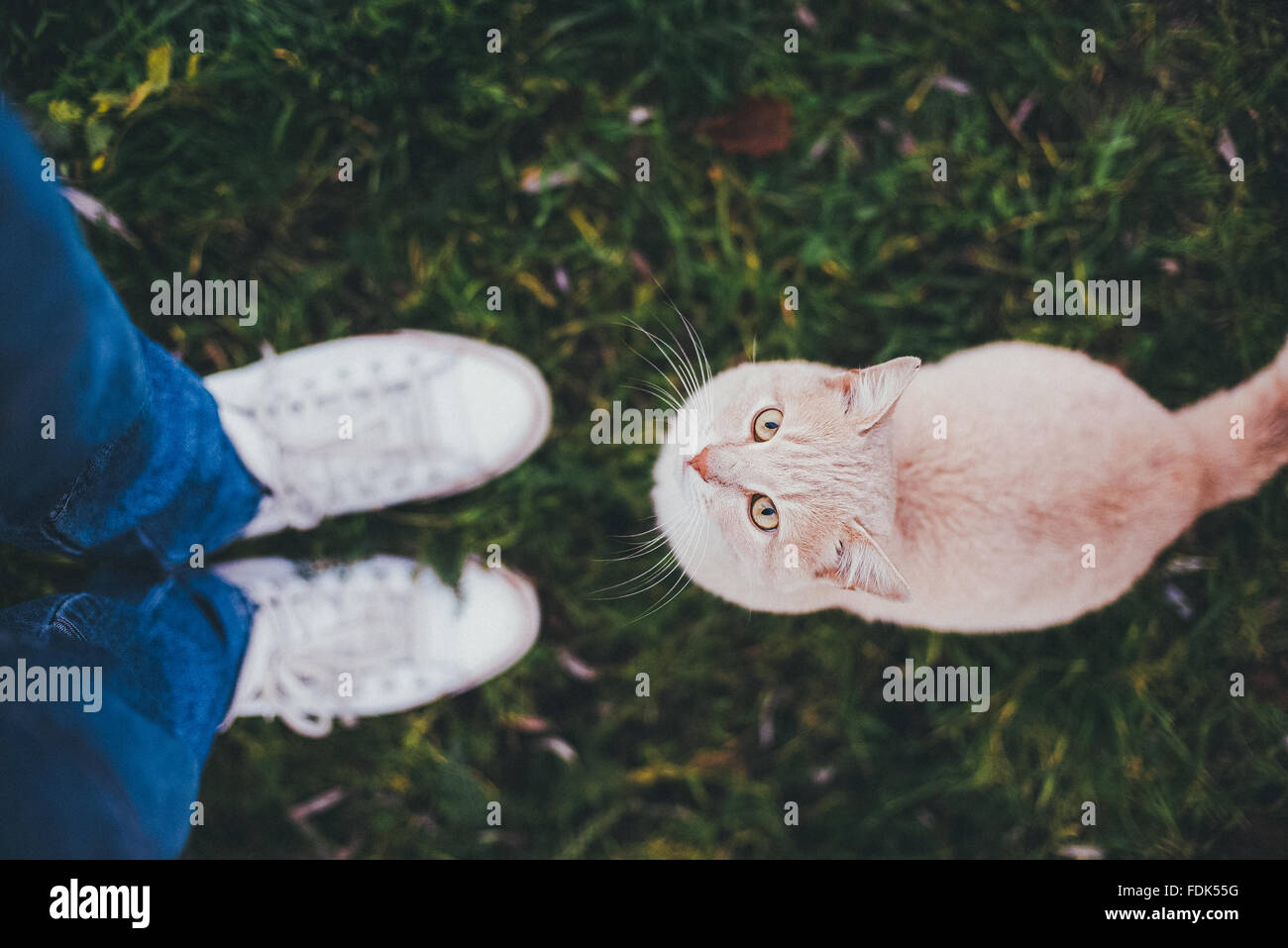 Part cat part man hi-res stock photography and images - Alamy