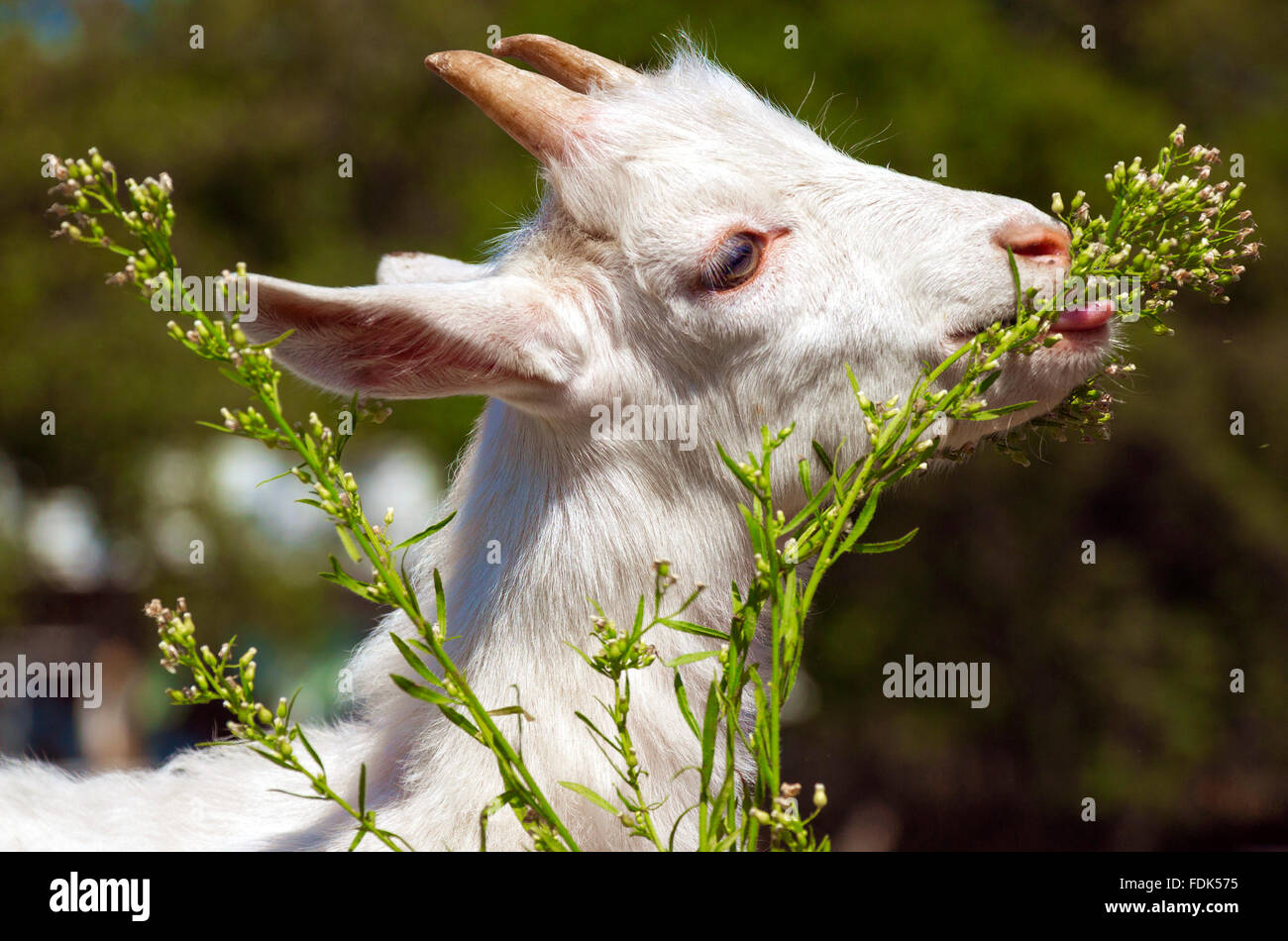 Goat attitude hi-res stock photography and images - Alamy