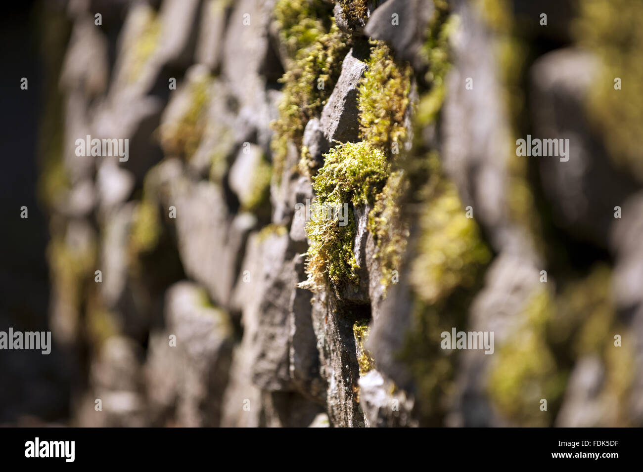 Close view of moss on a drystone wall in Ilam Park, Derbyshire Stock ...