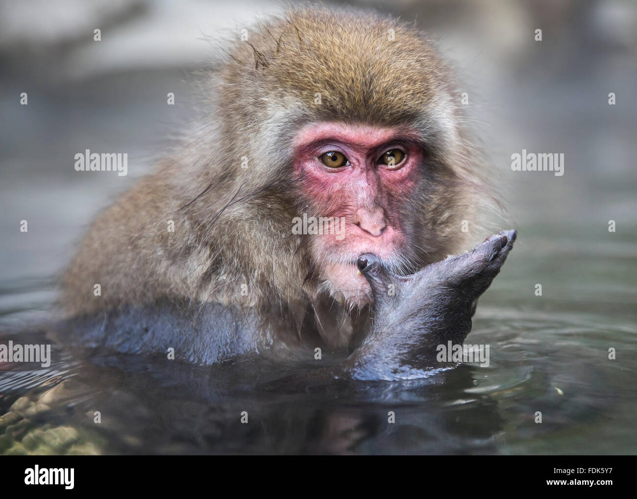 snow monkey bathing and looking at hand in hot spring, Nagano, Honshu ...