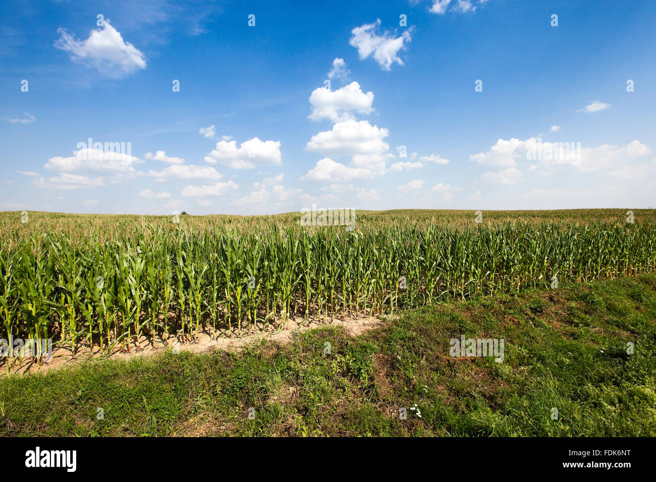 corn field. Summer Stock Photo - Alamy