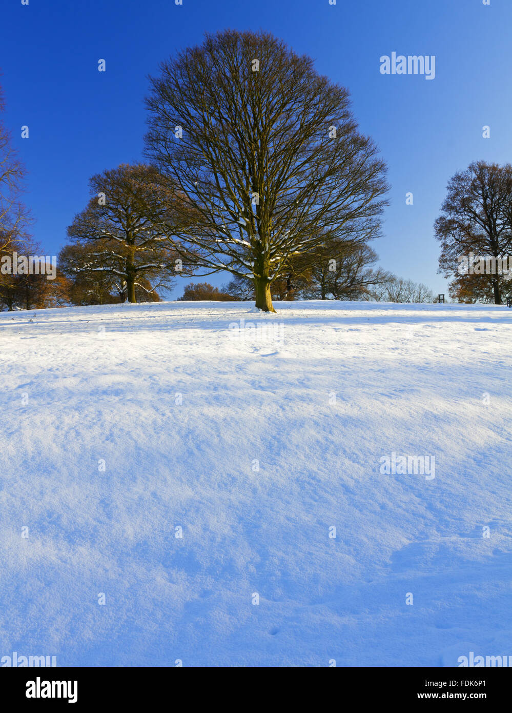 Hardwick park winter hi-res stock photography and images - Alamy