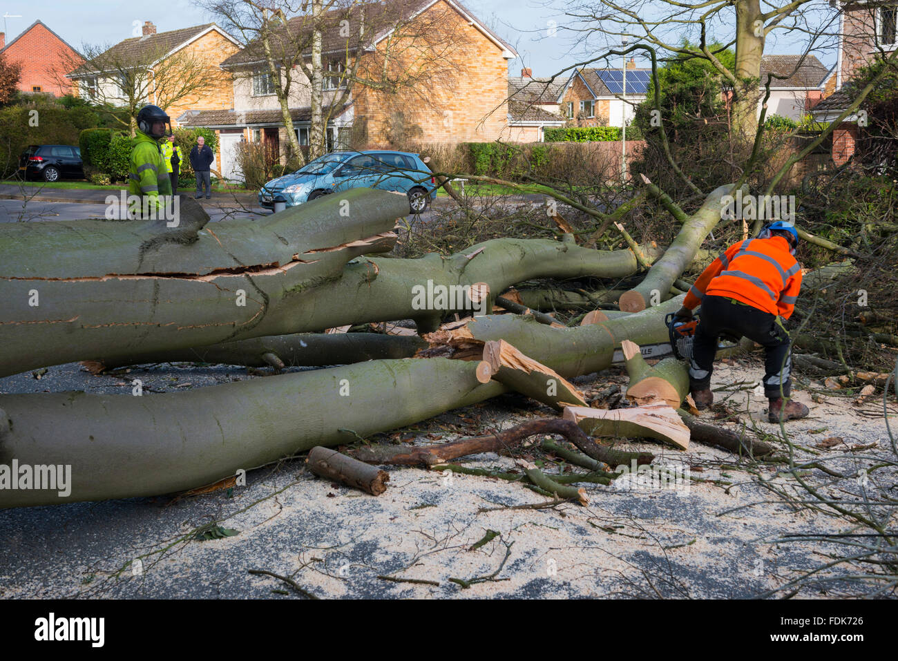 Tree brought down by storm hi-res stock photography and images - Alamy