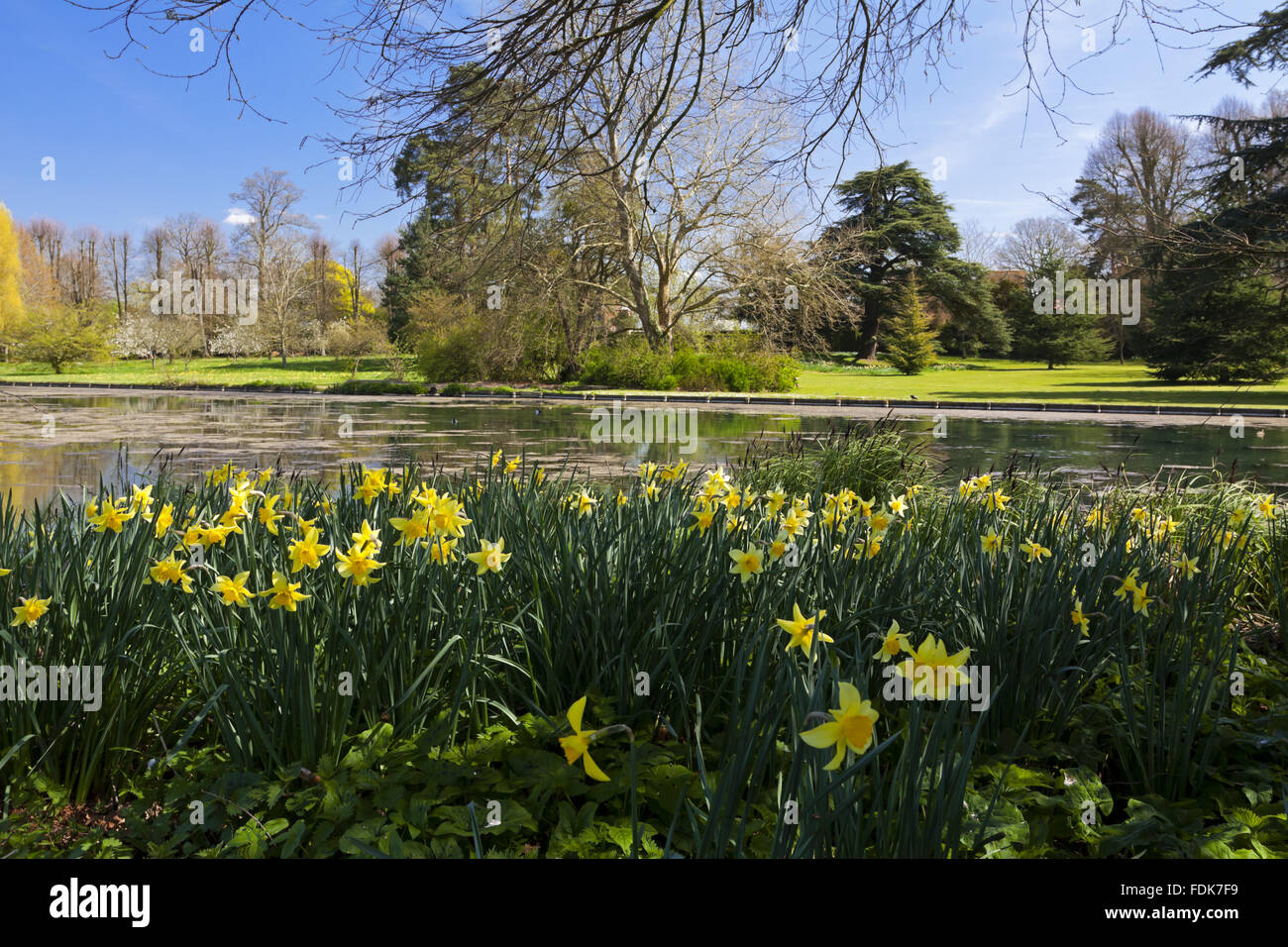 Daffodils beside the lake hi-res stock photography and images - Alamy