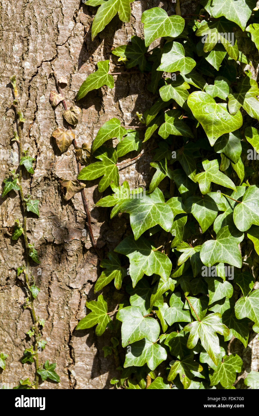 English ivy tree hi-res stock photography and images - Alamy