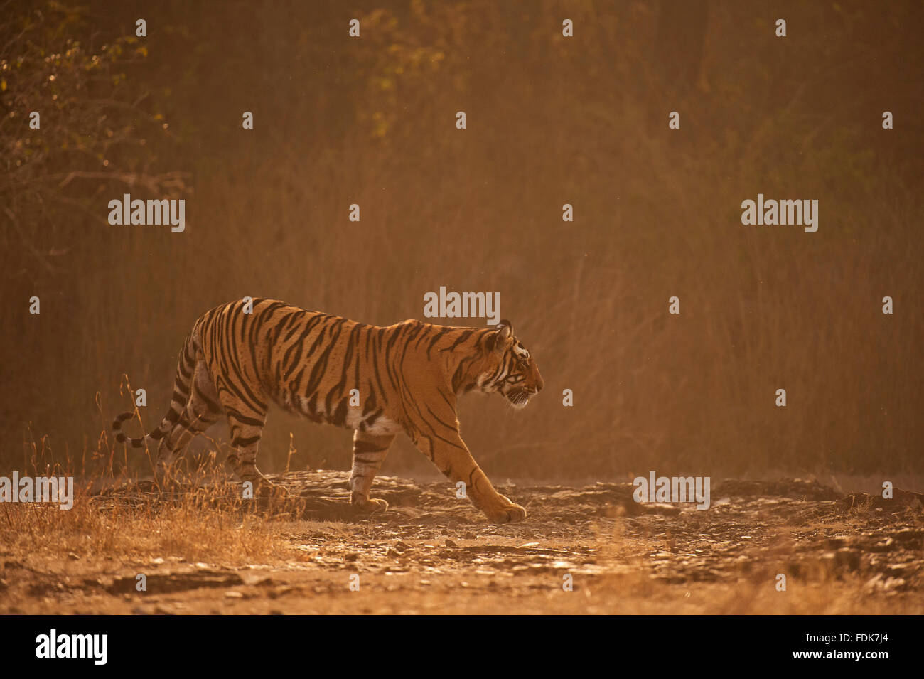 Sideways Lit High Resolution Stock Photography and Images - Alamy