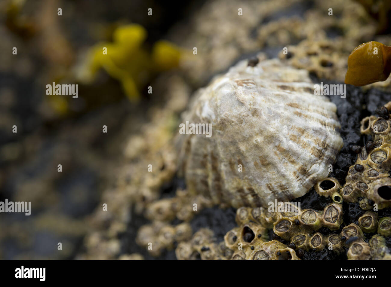 Limpets and barnacles on the rocks at Portstewart Strand, Co ...