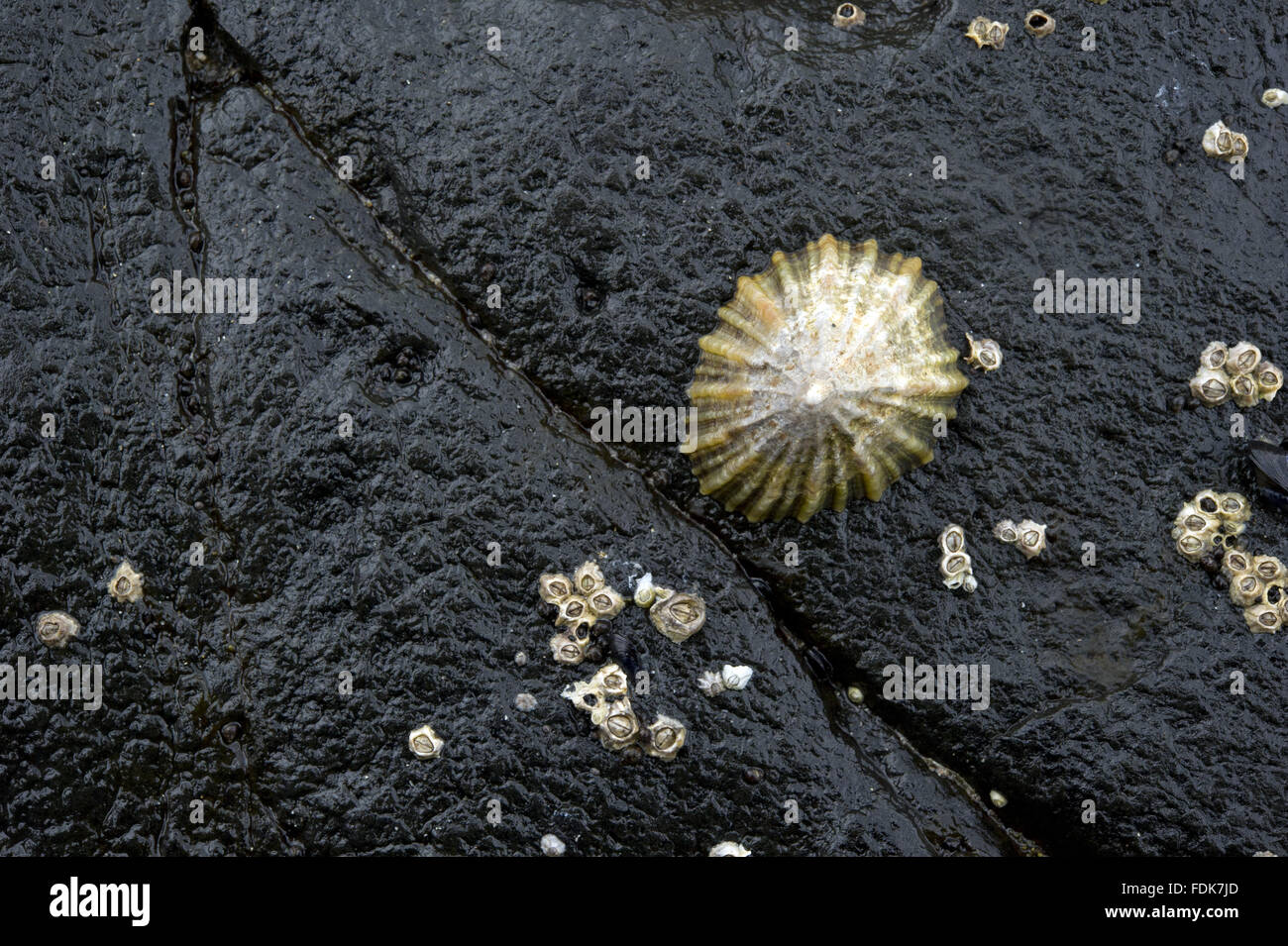 Limpets and barnacles on the rocks at Portstewart Strand, Co ...