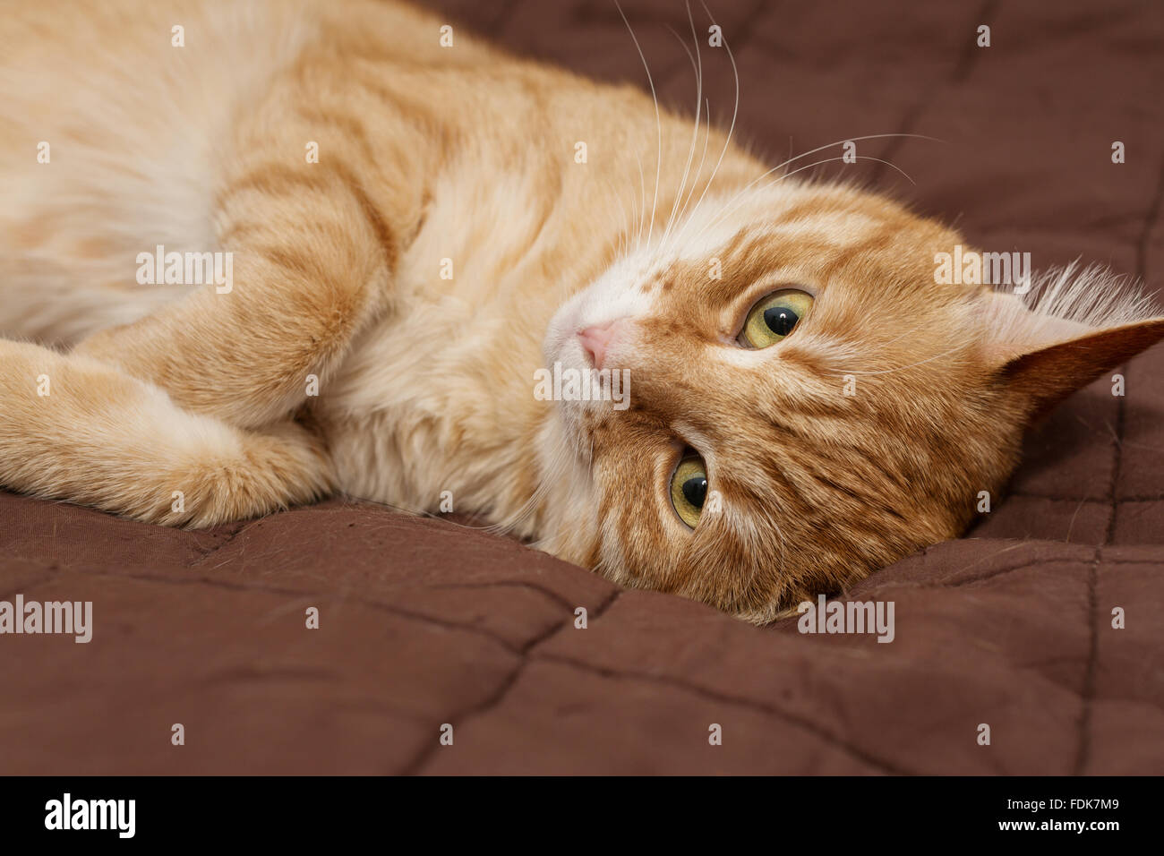 Big cat bed hi-res stock photography and images - Alamy