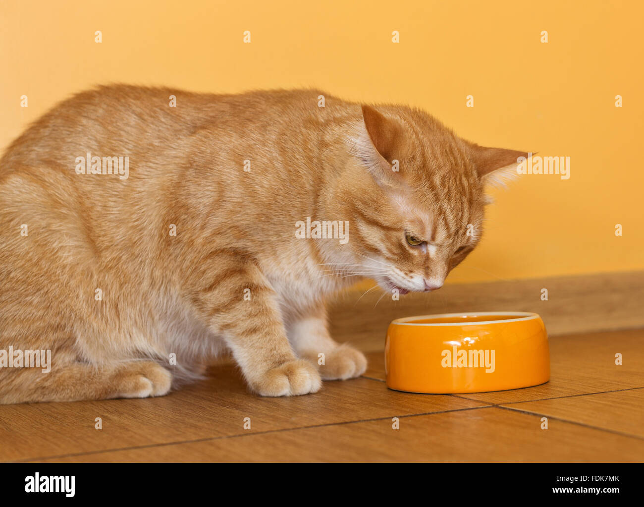 Ginger cat eating dry food from orange bowl Stock Photo - Alamy